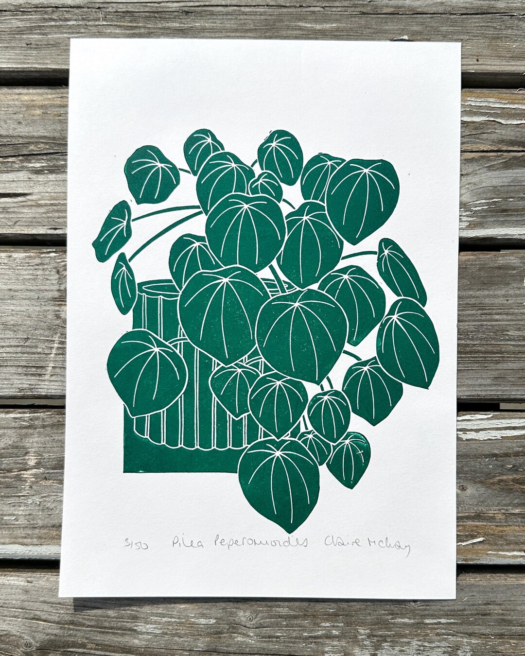 Original Linocut Print of a Chinese Money Plant | Limited Edition of 50 ...
