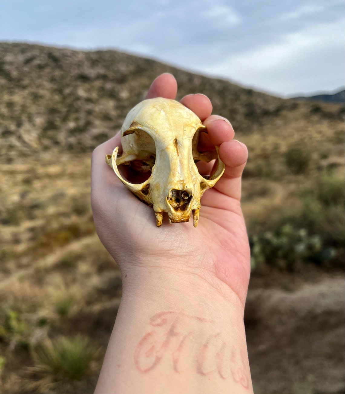 Bobcat Skull, Bobcat, Animal Skull, Skull Replica, Animal Skull Replica ...