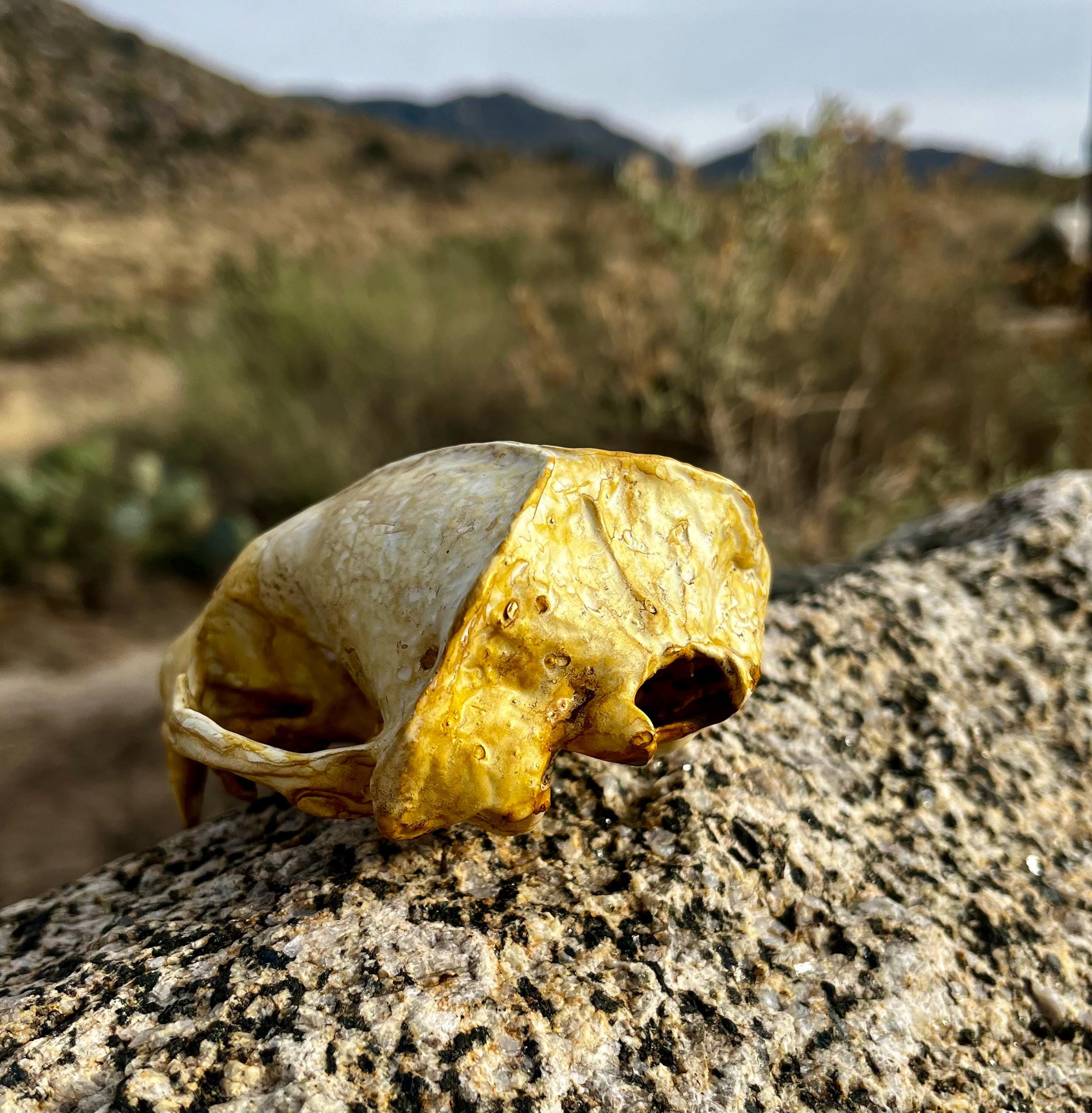 Badger Skull, Replica Skull, Skull Replica, Animal Skull Replica ...