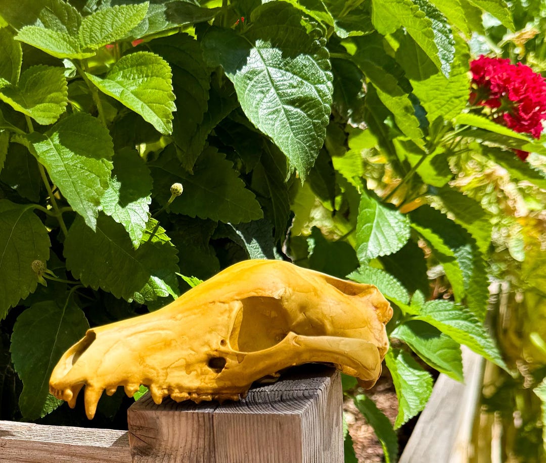 Thylacine, Animal Skull, Tasmanian Tiger, Thylacine Art, Thylacine ...