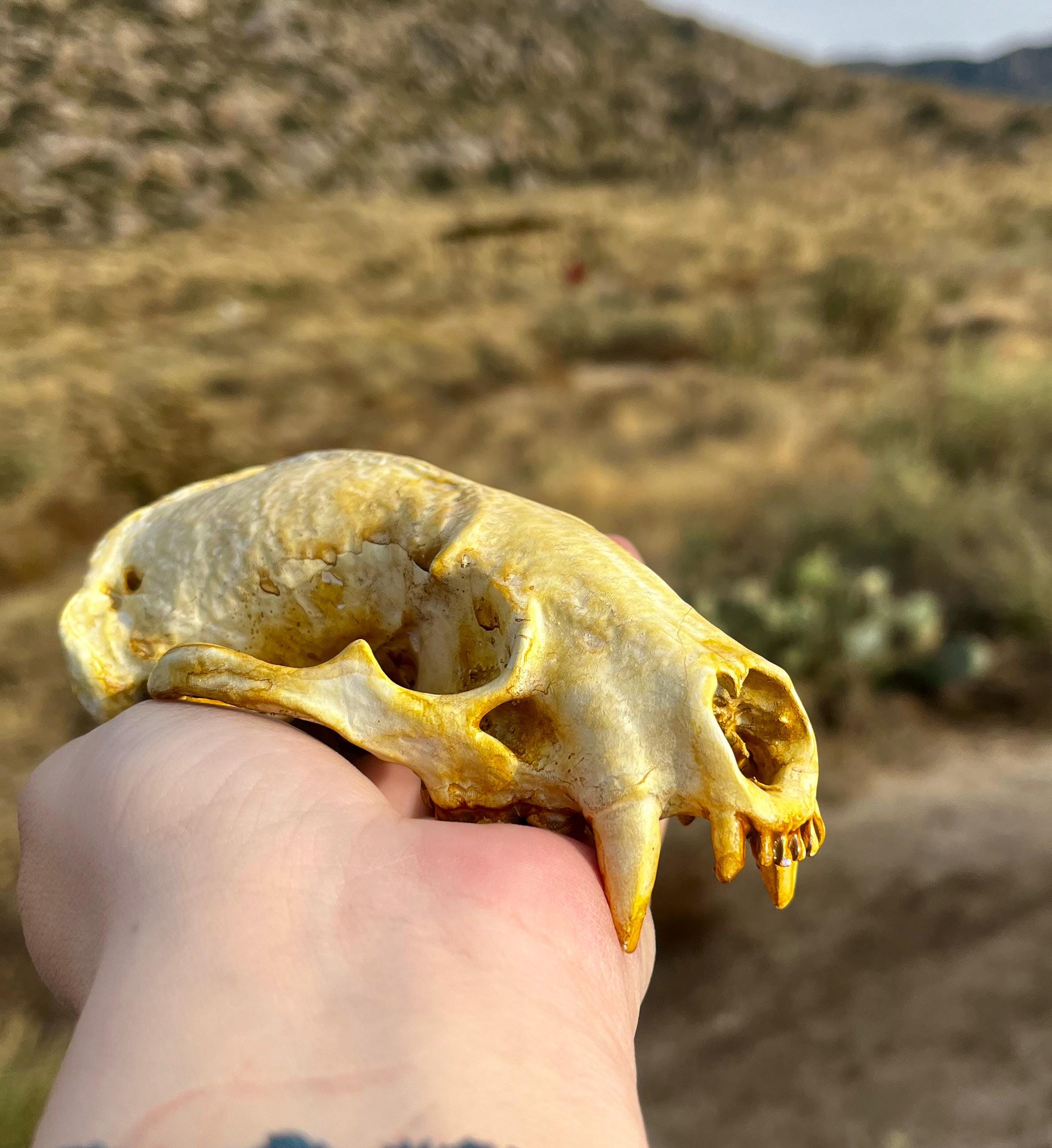 Badger Skull, Replica Skull, Skull Replica, Animal Skull Replica ...