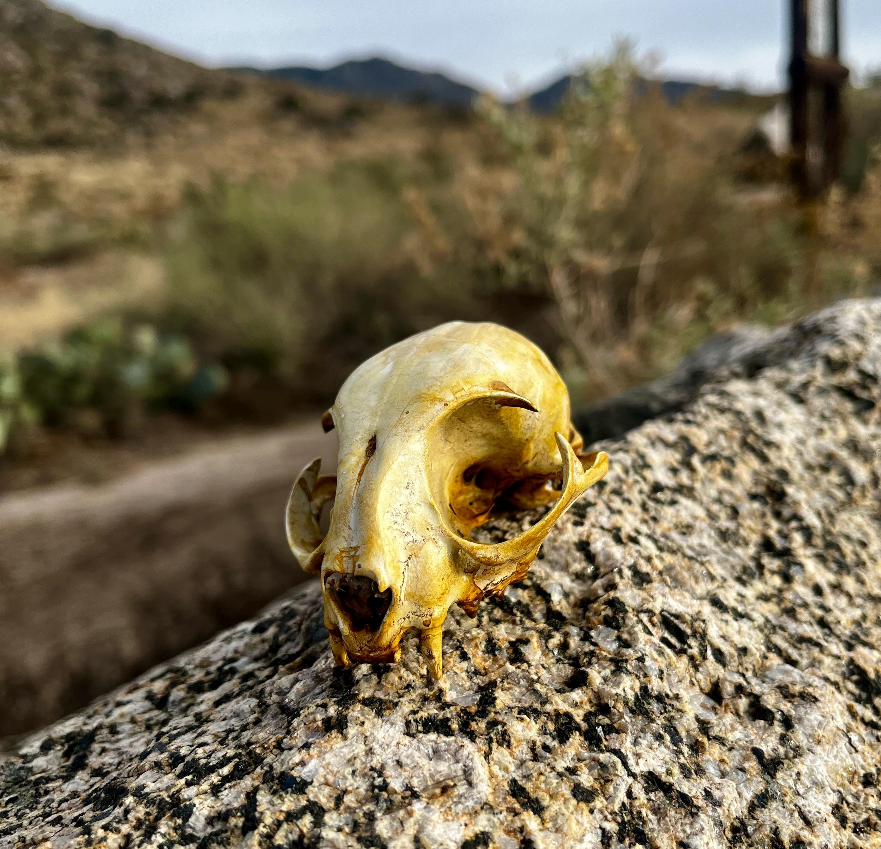 Bobcat Skull, Bobcat, Animal Skull, Skull Replica, Animal Skull Replica ...