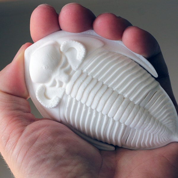 3d Printed Trilobite - Etsy