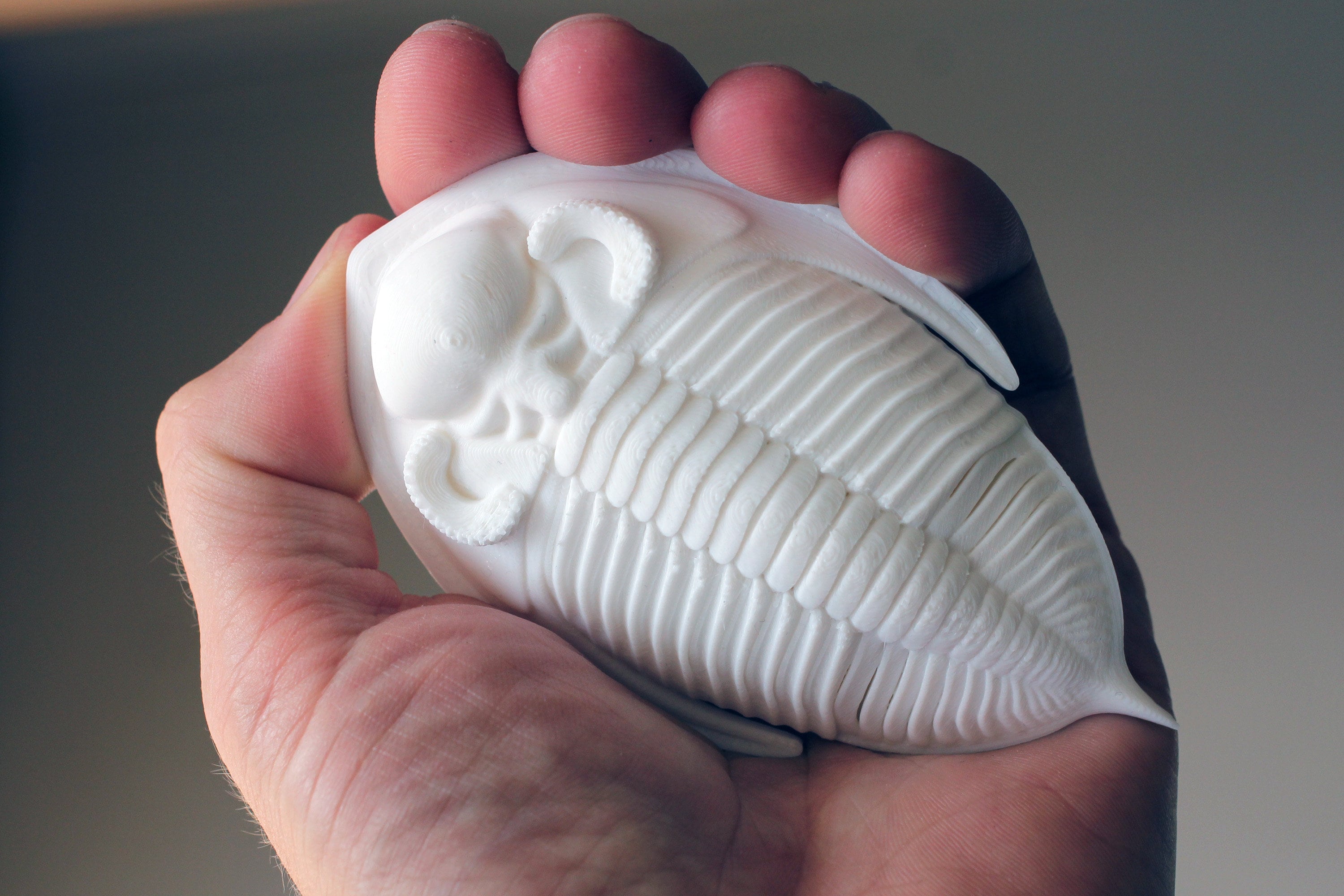 3D Printed Trilobite - Zlichovaspis/odontochile - 100mm - Etsy