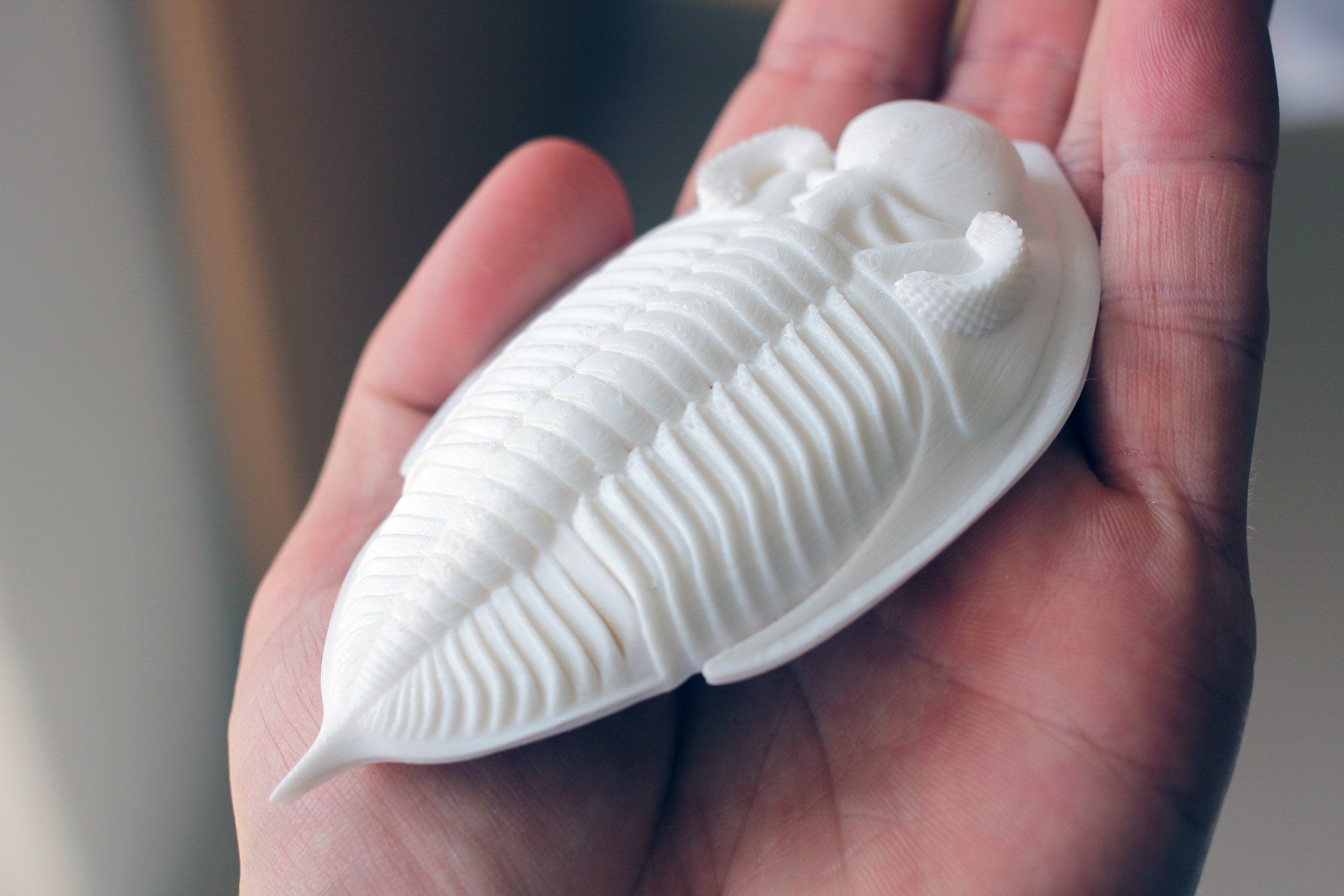3D Printed Trilobite - Zlichovaspis/odontochile - 100mm - Etsy