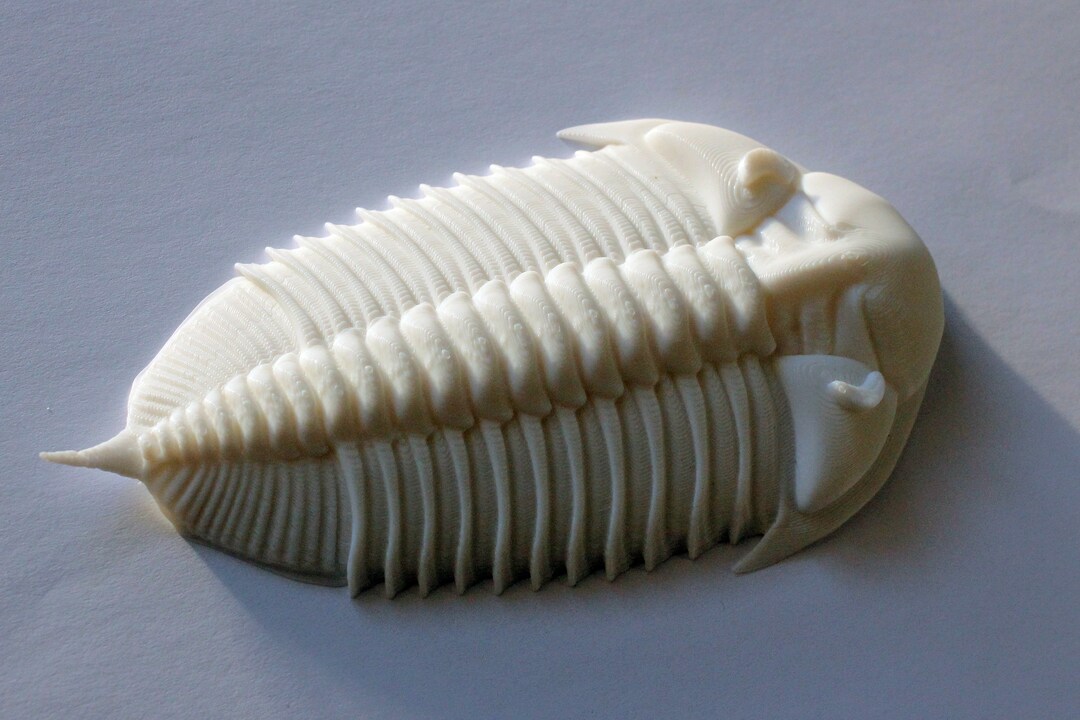 3D Printed Trilobite - Dalmanitina Socialis - Etsy