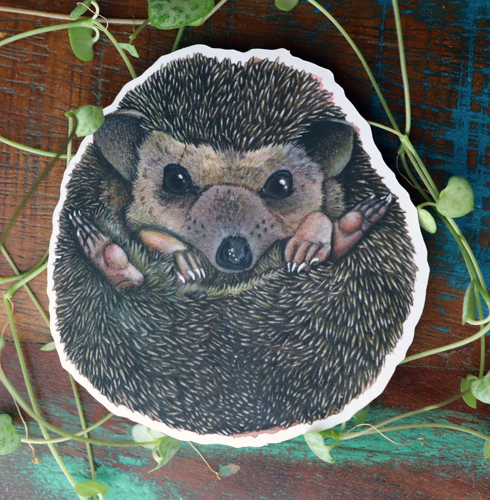 Hedgehog Matte Vinyl Sticker - Etsy