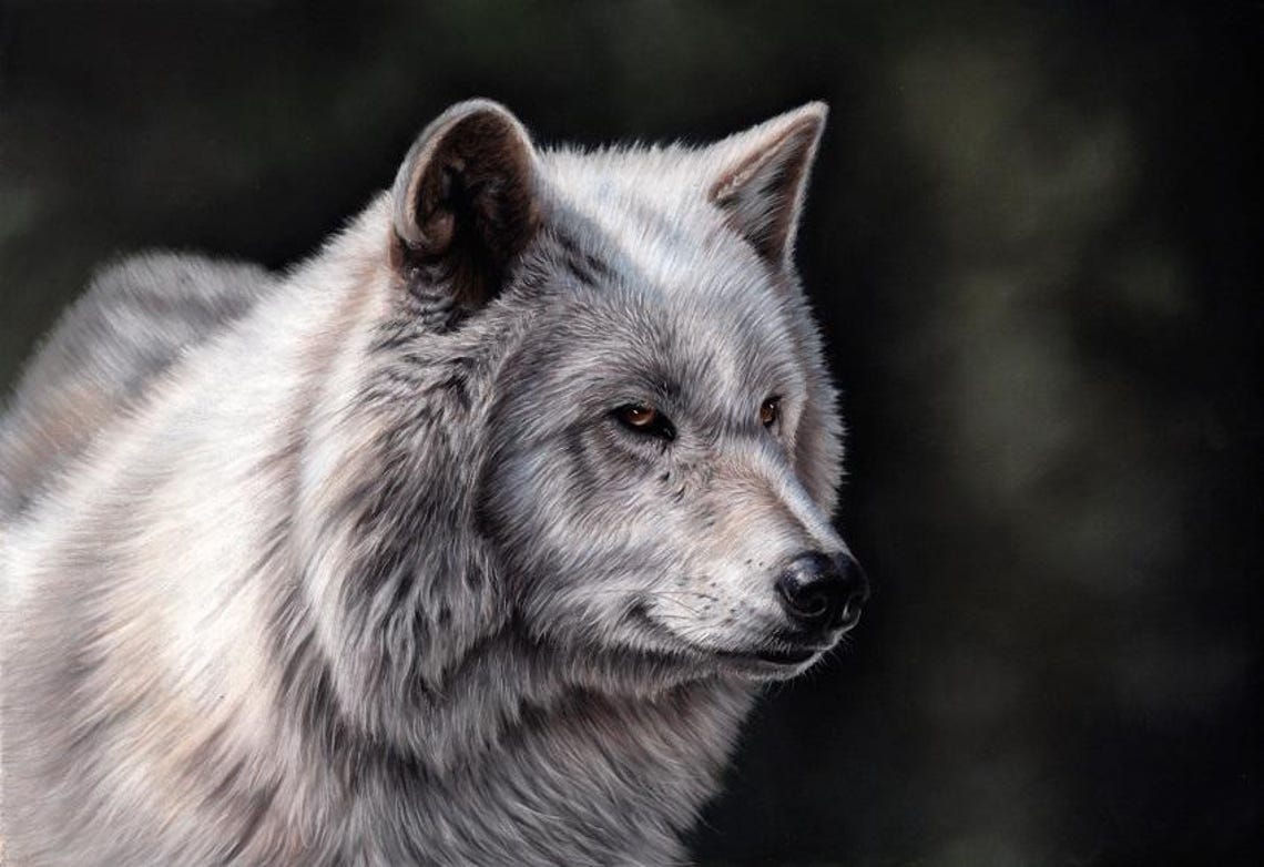 Original Pastel Artwork of a Wolf. Wildlife Art. Original Art. Wildlife ...