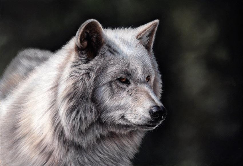 Original Pastel Artwork of a Wolf. Wildlife Art. Original Art. Wildlife ...