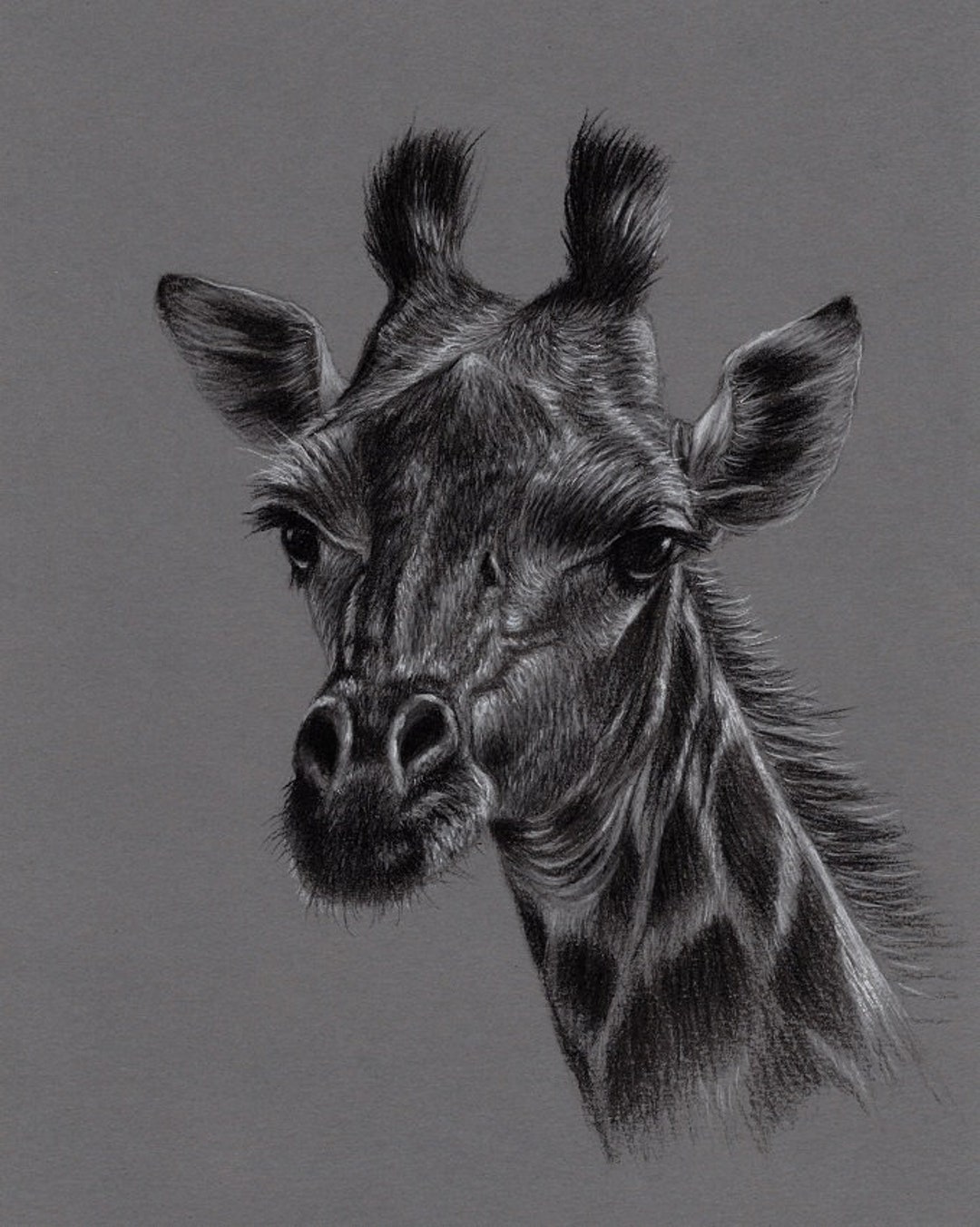 Original Artwork. Charcoal Drawing. Giraffe. Wildlife. Drawing ...