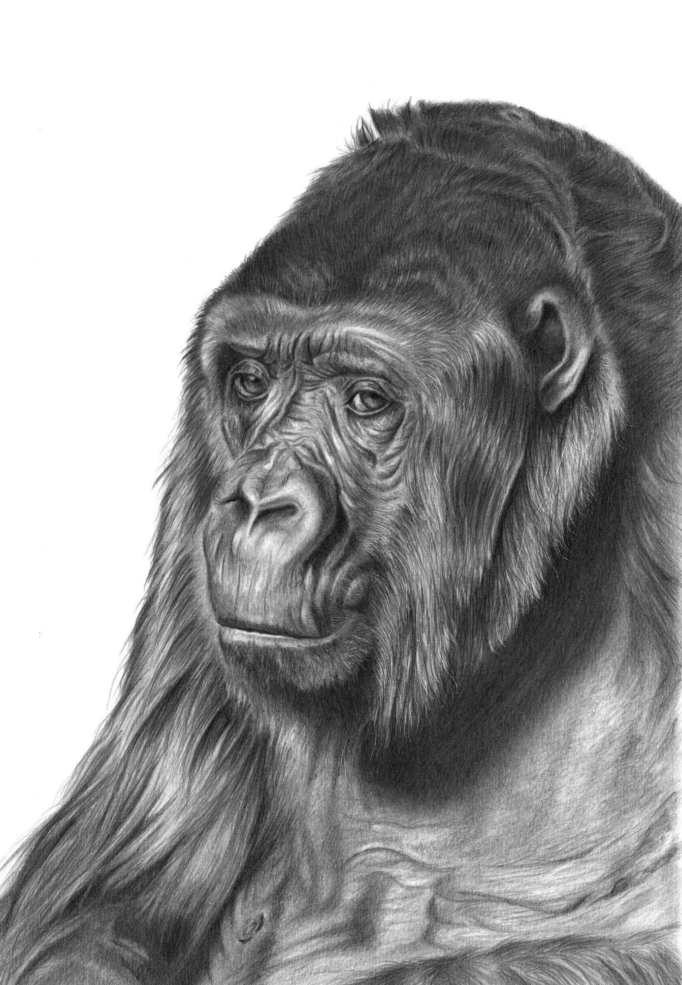 Original Drawing of a Gorilla. Portrait of a Gorilla. Pencil Drawing ...