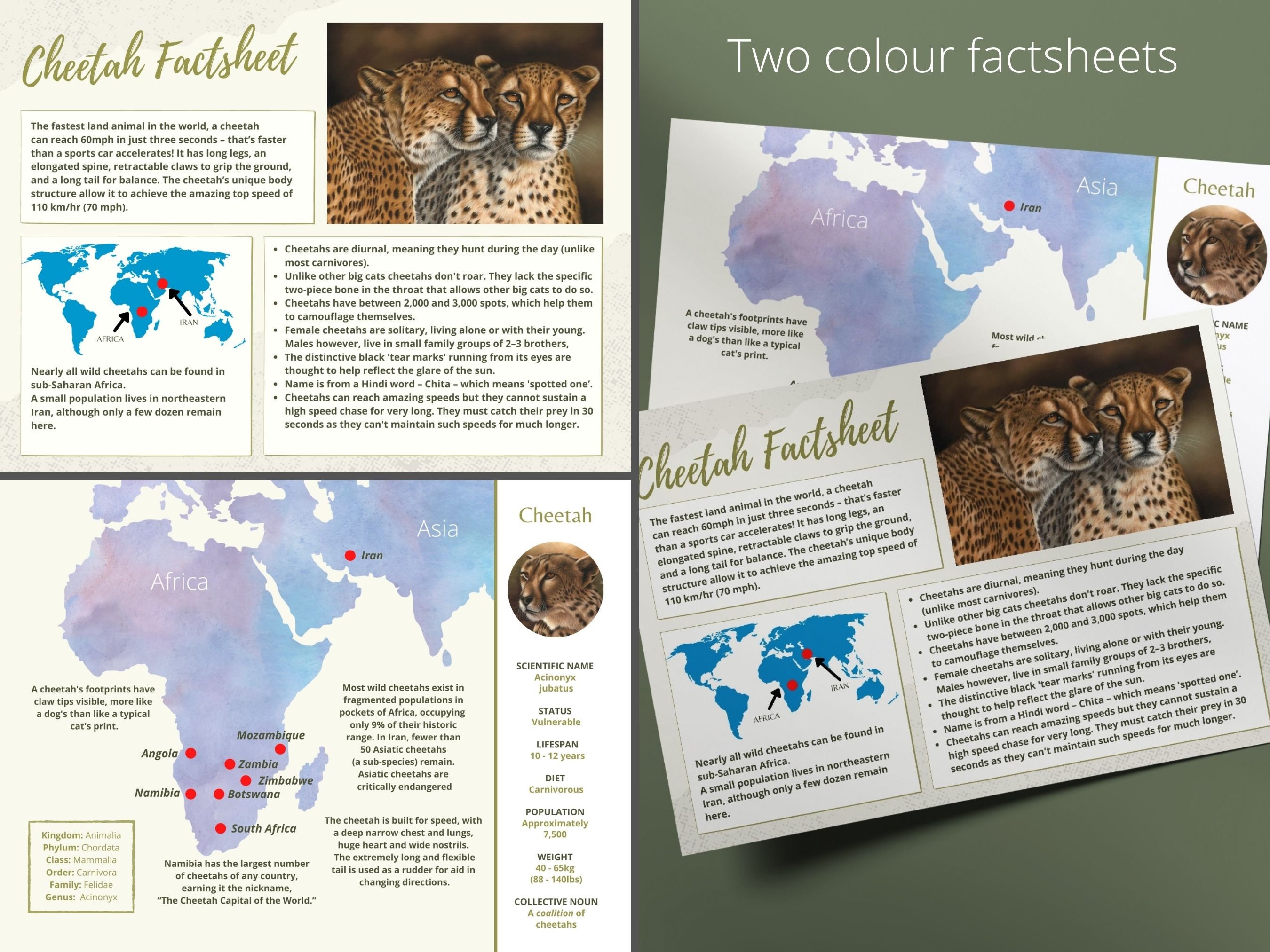 Cheetah Factsheet. Instant Digital Download. Home School Printable ...