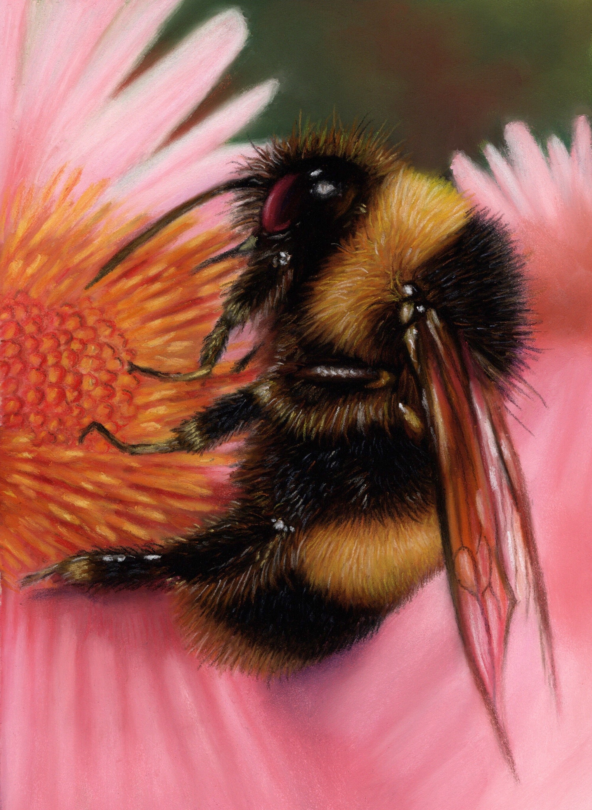 Bumble Bee X Pastel