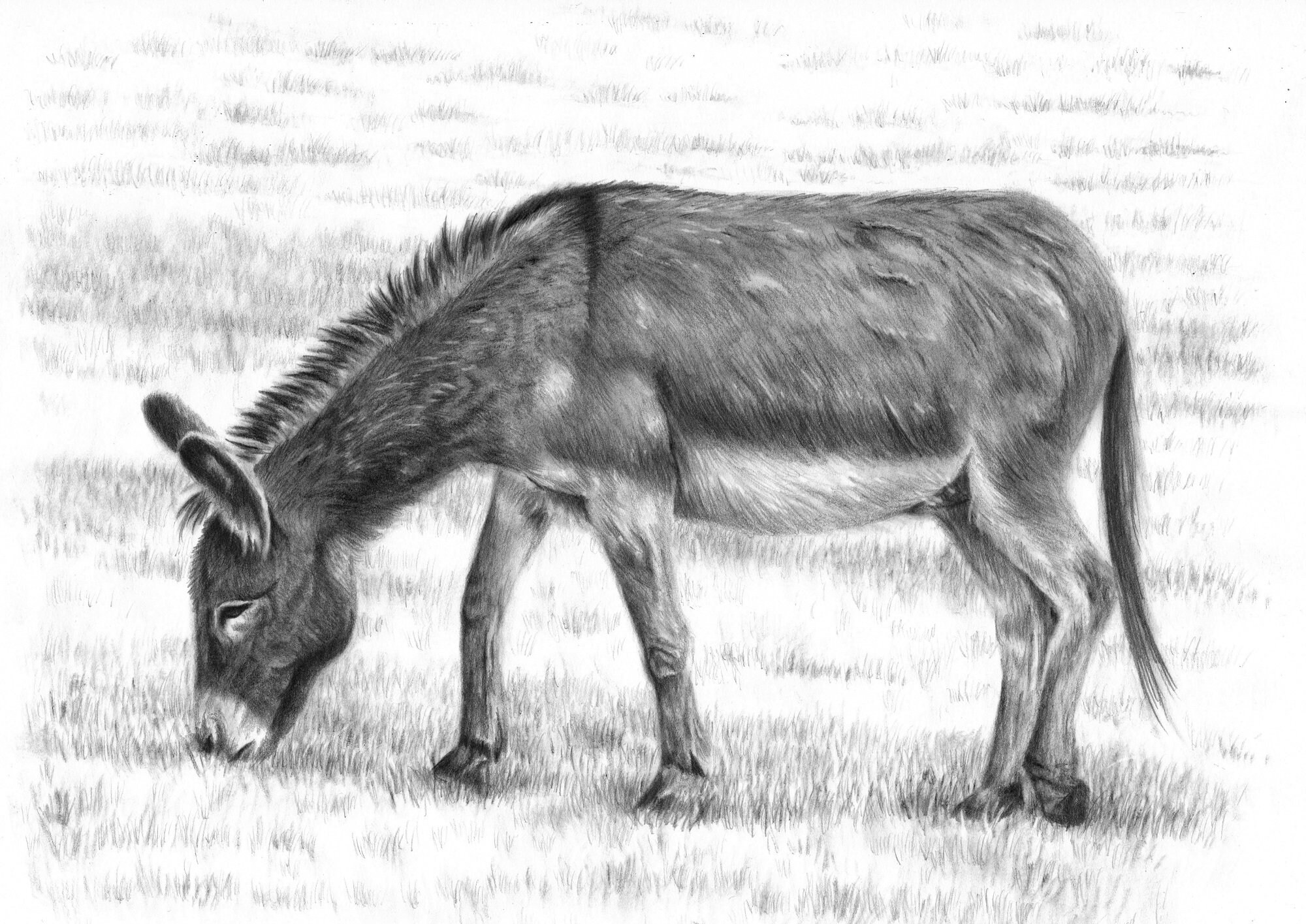Donkey Drawing. Original Art. Graphite Art. Pencil Sketch. Animal ...