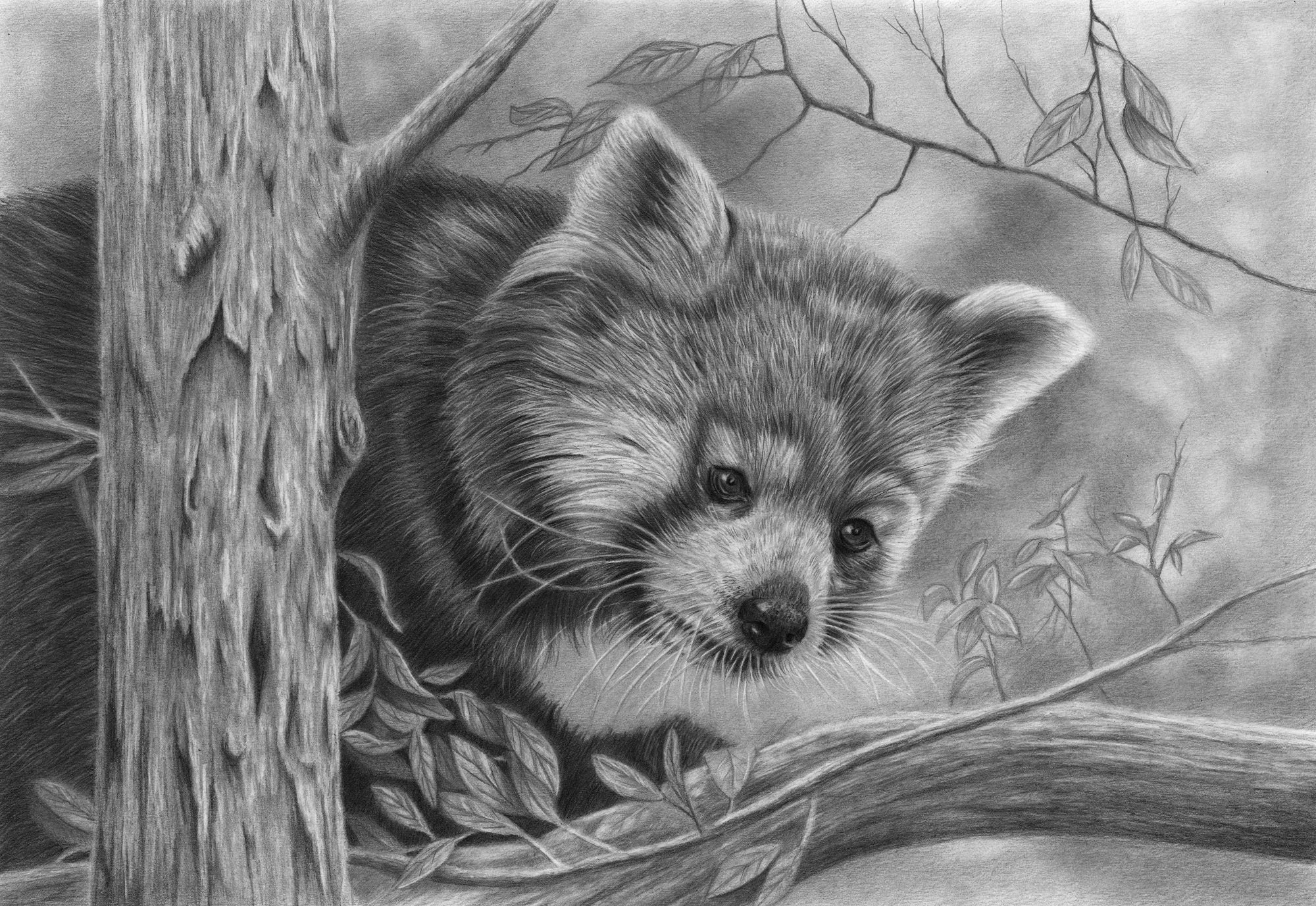 Original Drawing of a Red Panda. Pencil Drawing. Original Art. Red ...