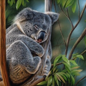 Original Pastel Artwork of a Koala Bear. Wildlife Art. Original Art ...