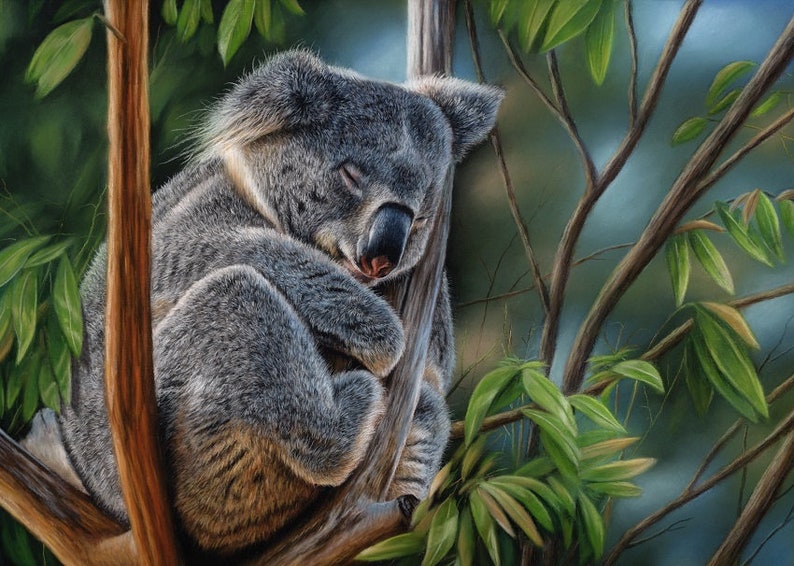 Original Pastel Artwork of a Koala Bear. Wildlife Art. Original Art ...