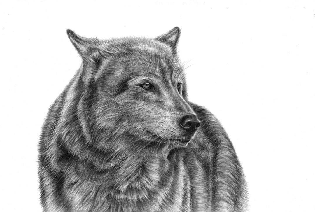 Original Drawing of a Wolf. Pencil Drawing. Original Art. Wolf ...