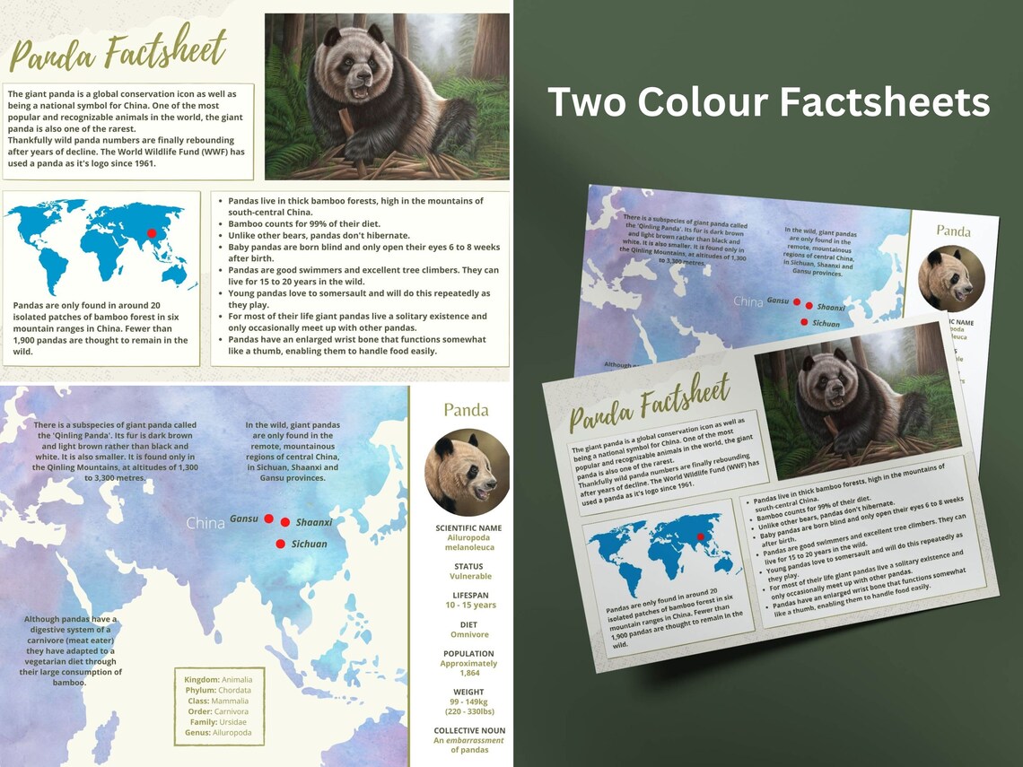 Panda Factsheet. Instant Digital Download. Home School Printable ...