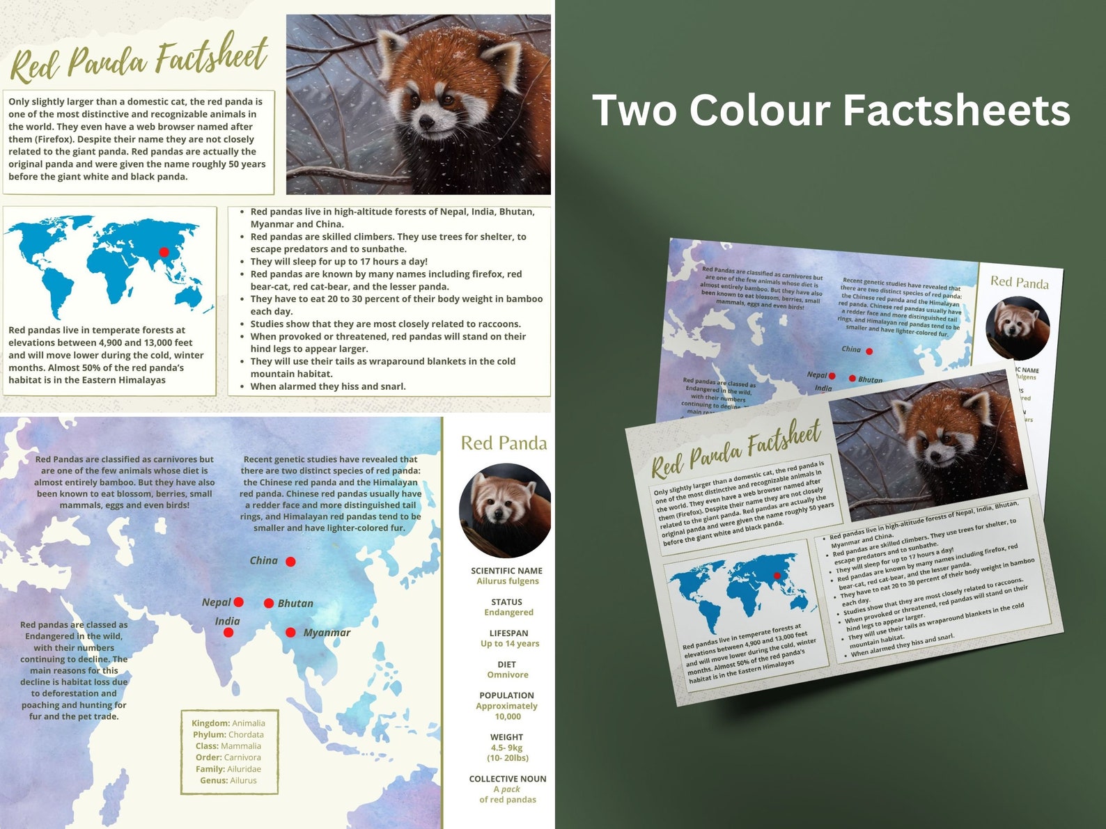 Red Panda Factsheet. Instant Digital Download. Home School Printable ...