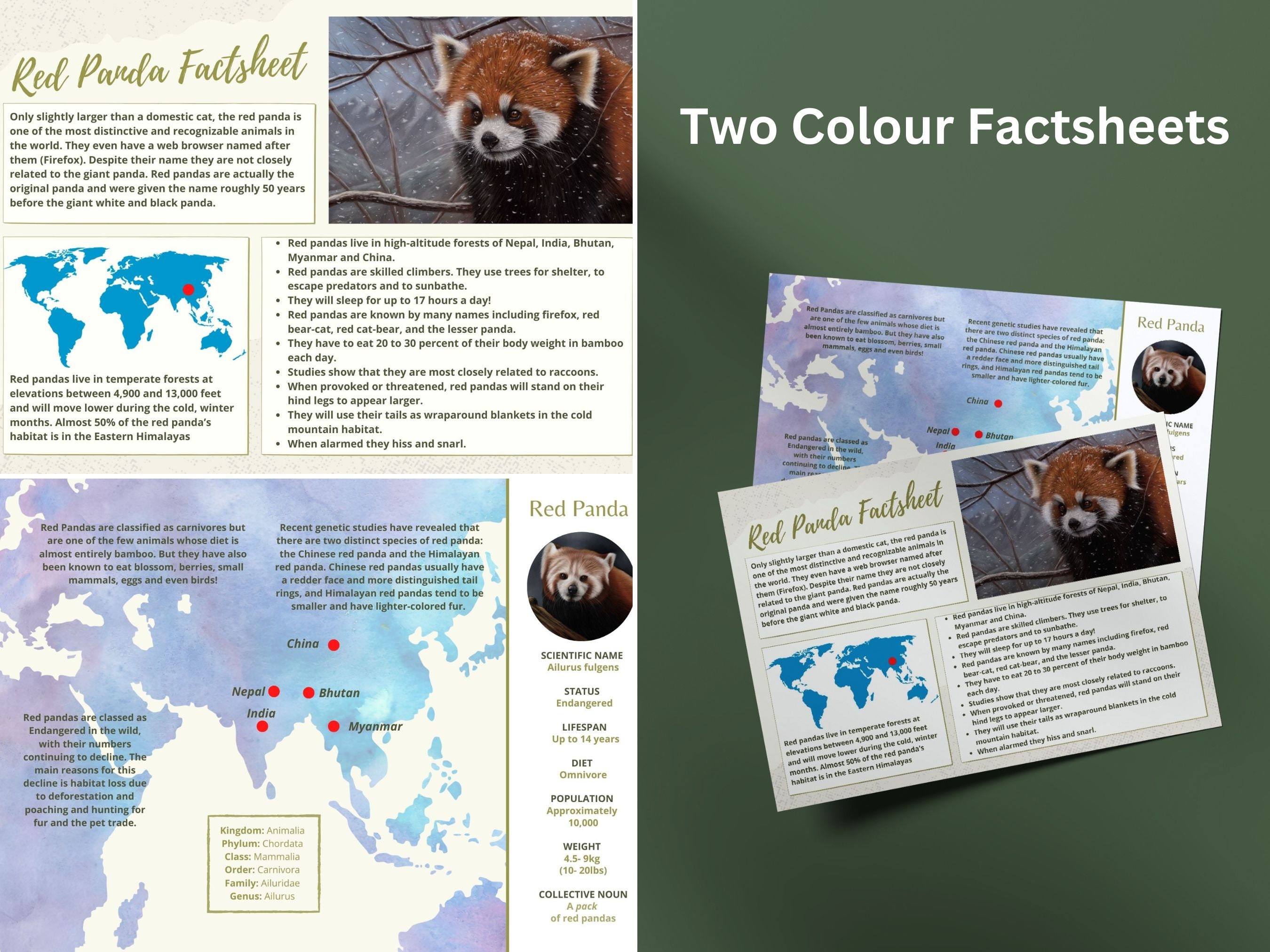 Red Panda Factsheet. Instant Digital Download. Home School Printable ...