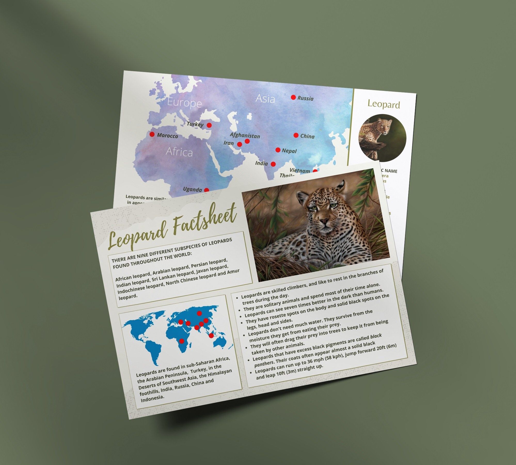 Leopard Factsheet. Instant Digital Download. Home School Printable ...