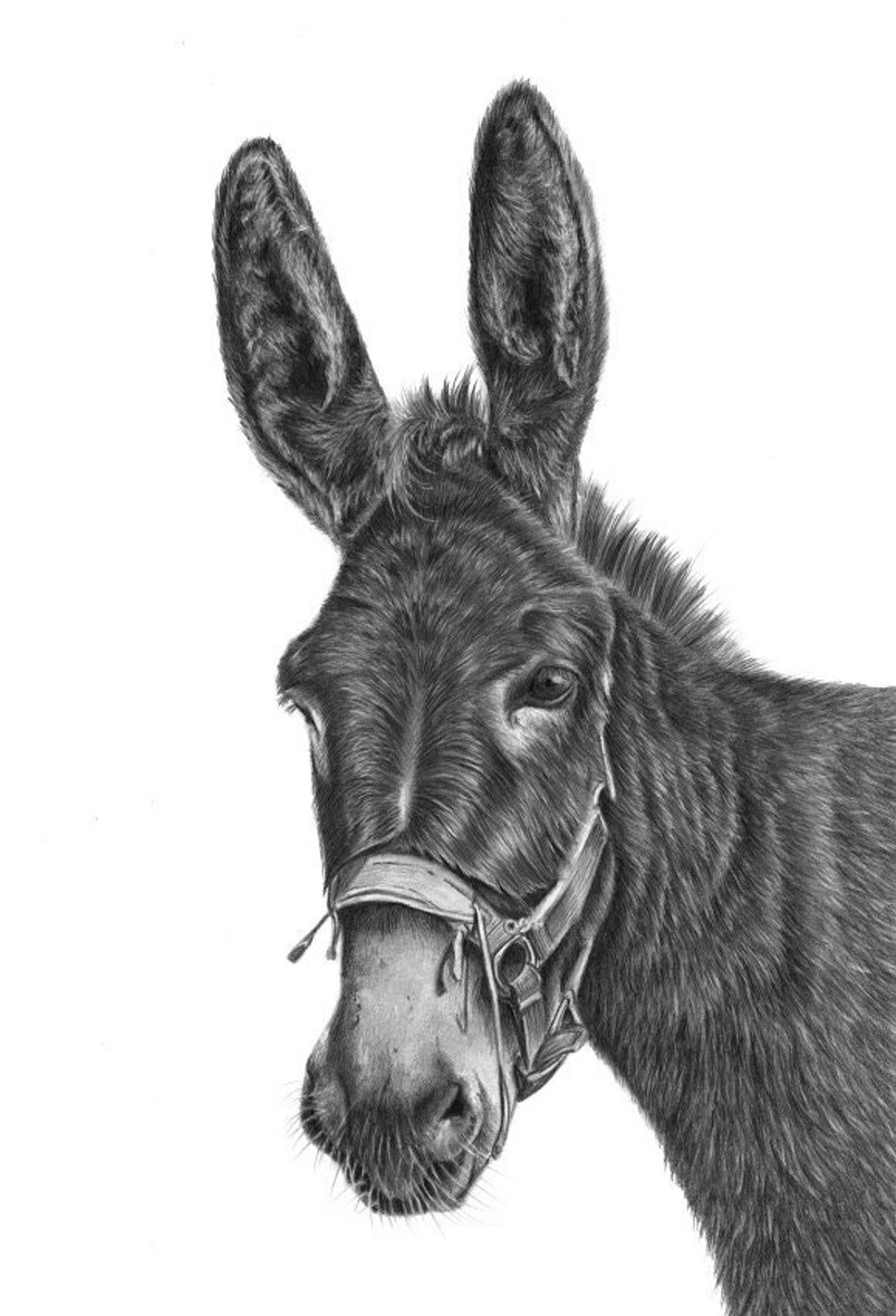 Original Drawing of a Donkey. Pencil Drawing. Original Art. Donkey ...
