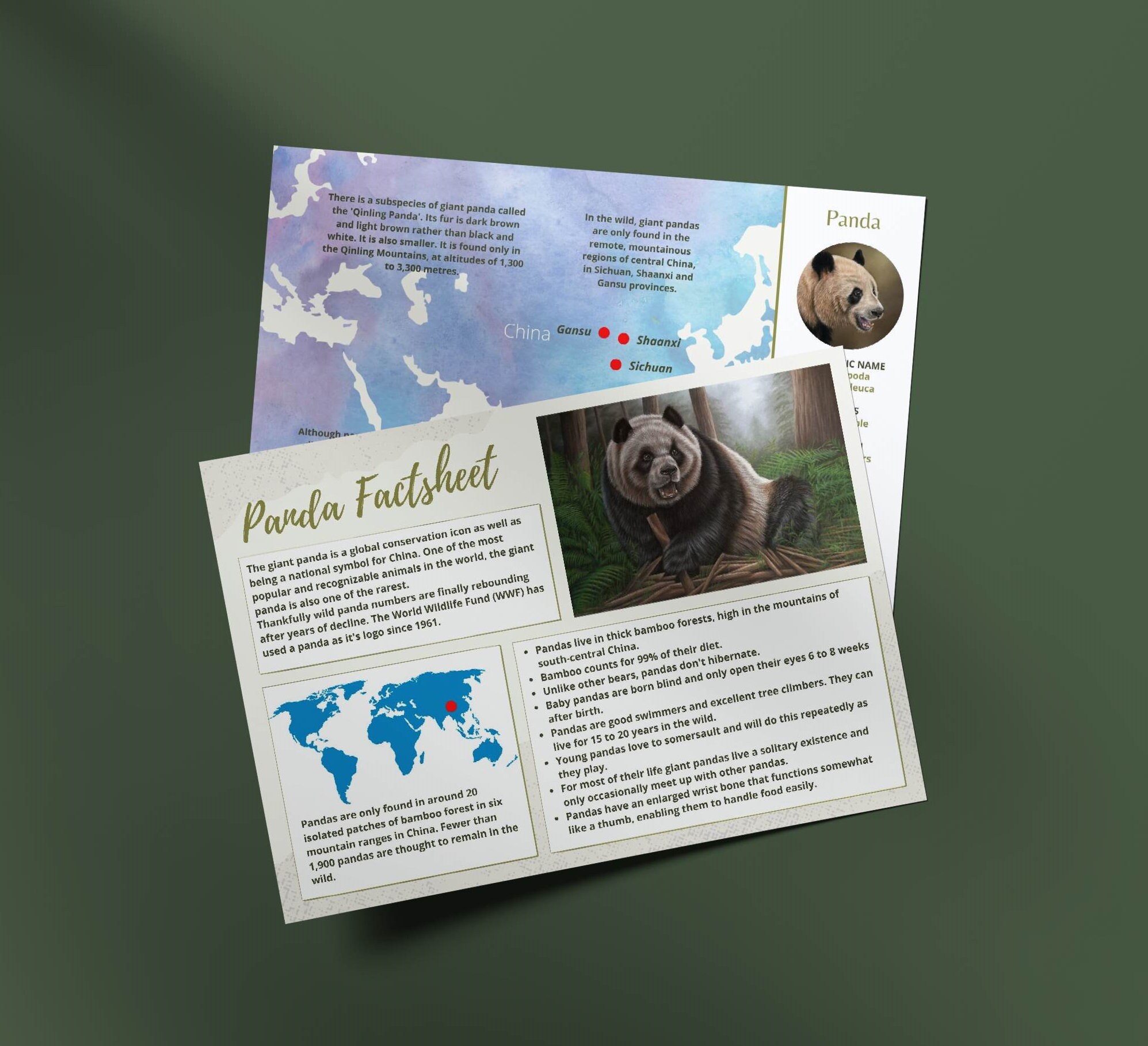 Panda Factsheet. Instant Digital Download. Home School Printable ...
