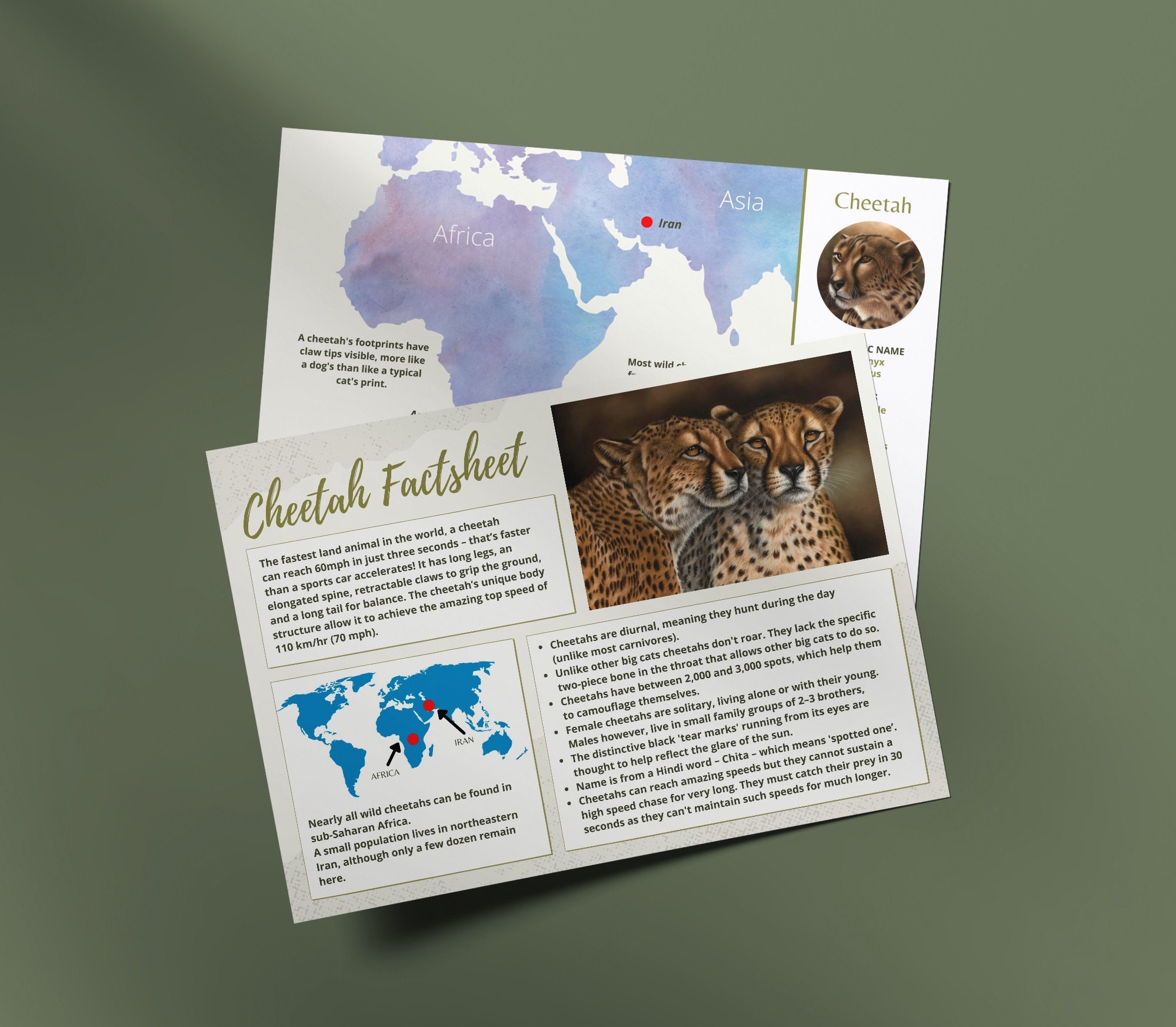 Cheetah Factsheet. Instant Digital Download. Home School Printable ...