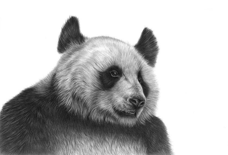 Original Drawing of a Panda. Portrait of a Panda. Pencil Drawing ...