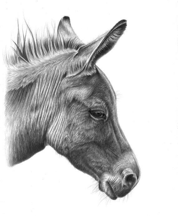 Original Drawing of a Donkey. Pencil Drawing. Original Art. - Etsy