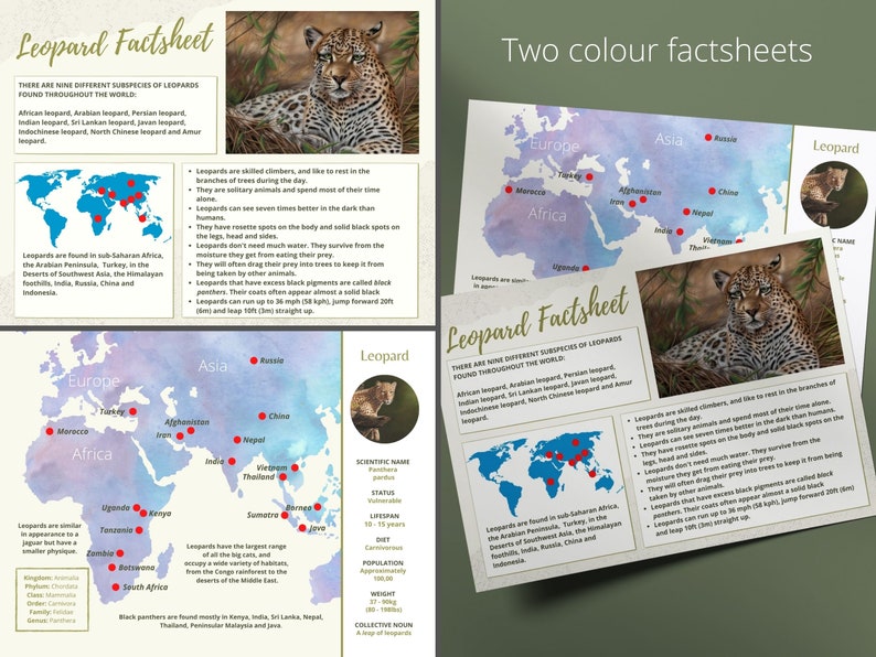Leopard Factsheet. Instant Digital Download. Home School Printable ...