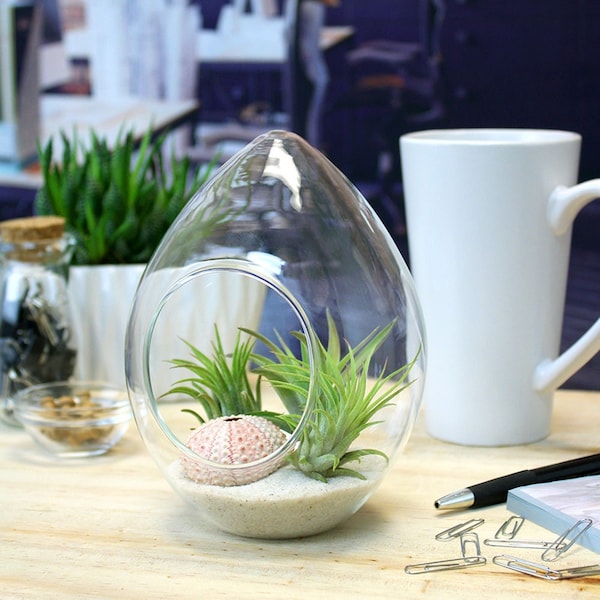 Beach Terrarium - Etsy