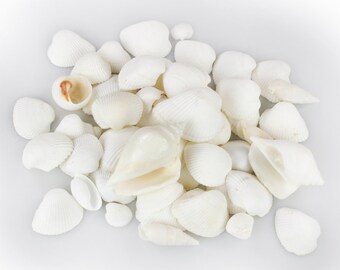 White sea shells | Etsy