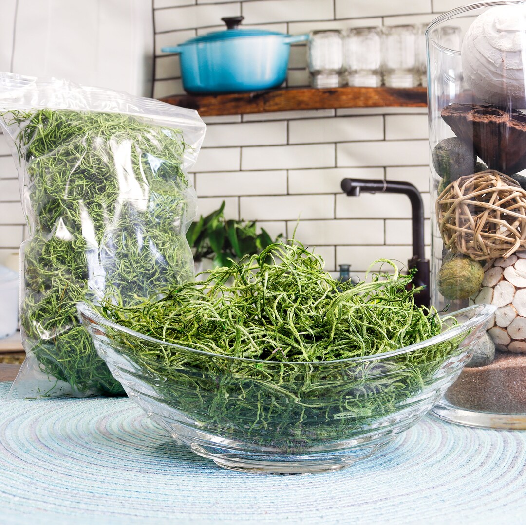 Chartreuse Spanish Moss, Natural Preserved Moss, Indoor or Outdoor Moss ...