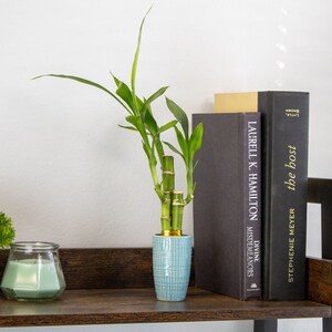 3 Stalk Live Lucky Bamboo Arrangement in Mini Color Ceramic Vase ...