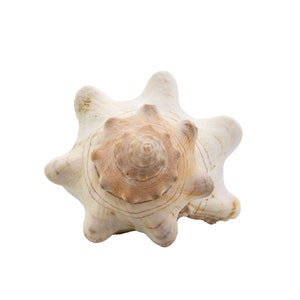 Horse Conch Exotic Seashell 4-5" - Home Décor Shells - Beach House ...