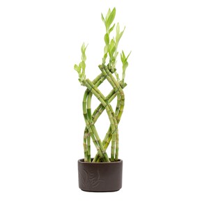Live Braided Lucky Bamboo Arrangement With Colorful Ceramic Pot Indoor ...