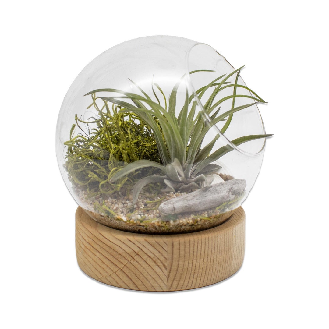 Sitting Dome Air Plant Terrarium With 2 Tillandsia Air Plants, Sea ...