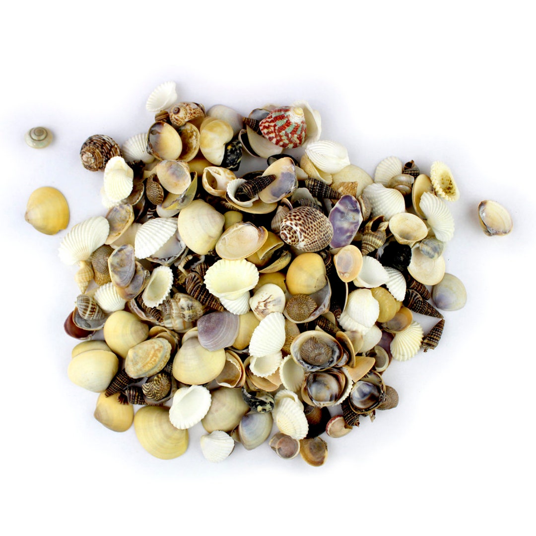 Small Indian Ocean Natural Sea Shells Mix (1/2" - 3/4") 14OZ - Interior ...