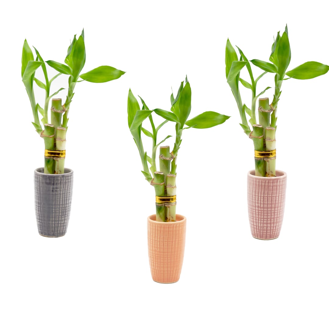 3 Stalk Live Lucky Bamboo Arrangement in Mini Color Ceramic Vase ...