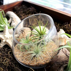 Slanted Glass Bowl Planter - Machine-cut Glass - Small Plant Pot ...