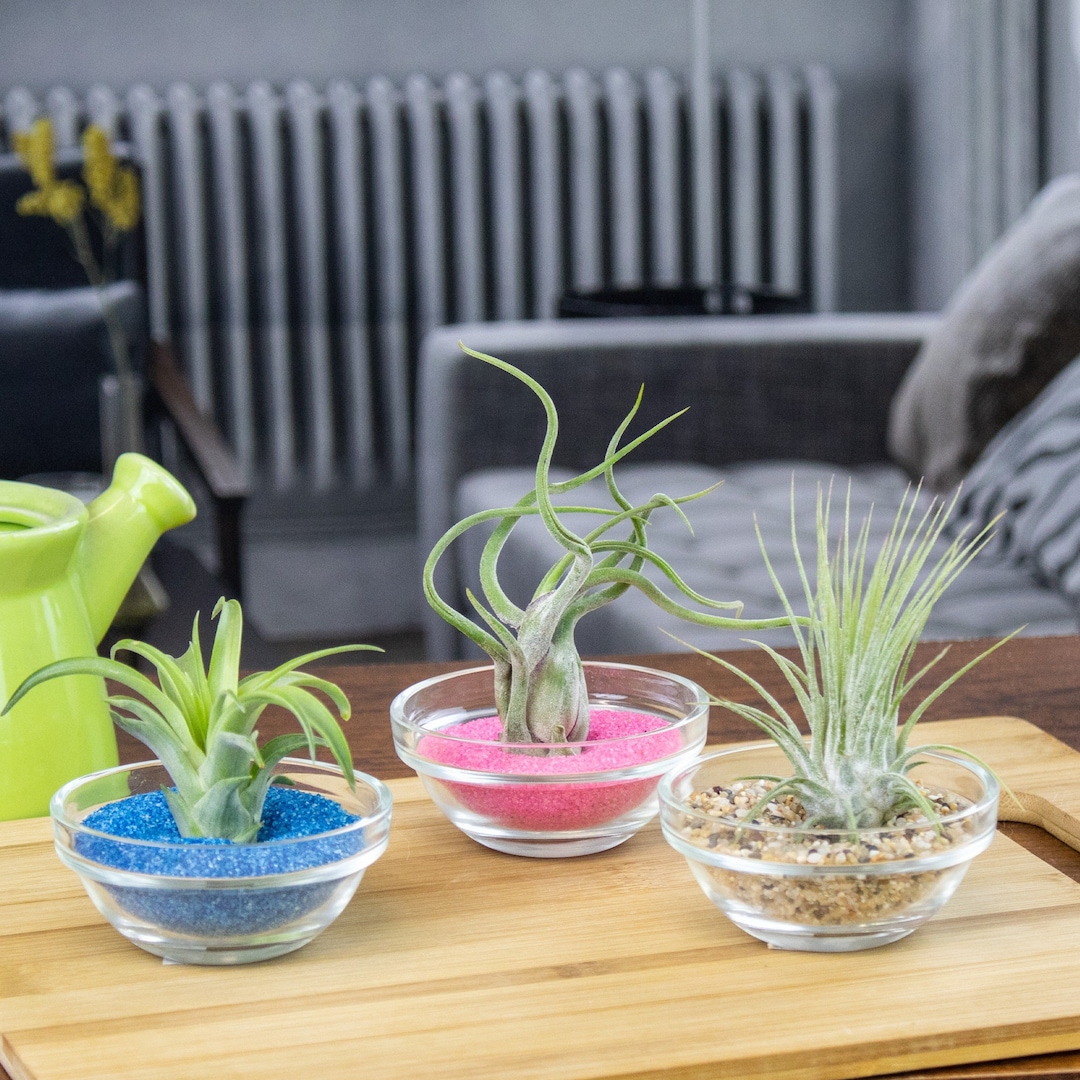 Mini Terrariums With Live Tillandsia Air Plants and Colorful Sand ...