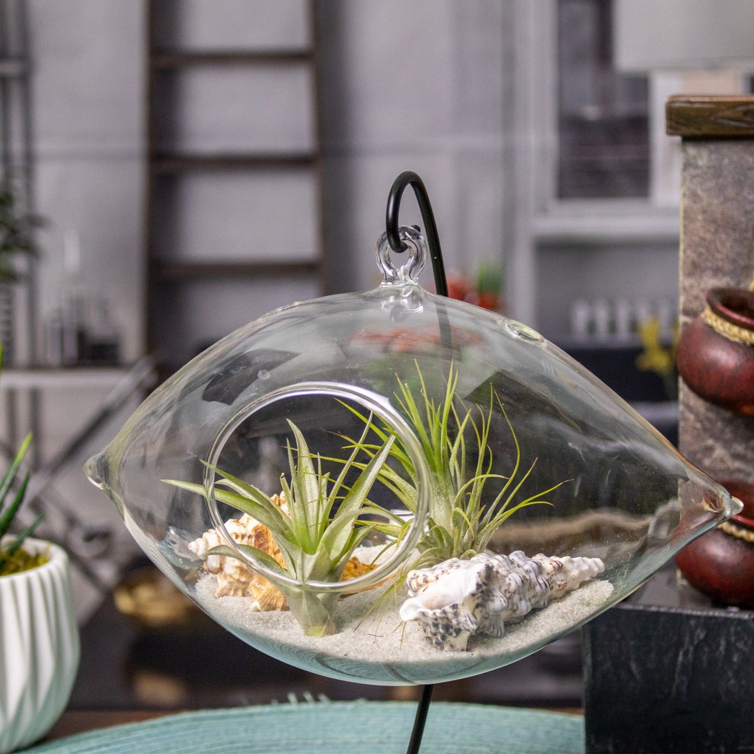 Hanging Air Plant Terrarium With Sea Shells - Ocean Vibes Plant Display ...