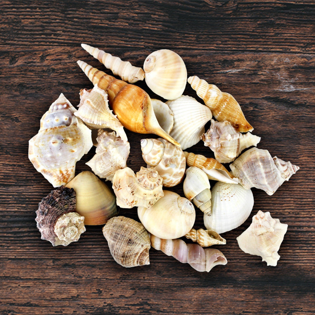 Indian Ocean Natural Sea Shells Mix - 1 Lb - Aquarium Decorations - Etsy
