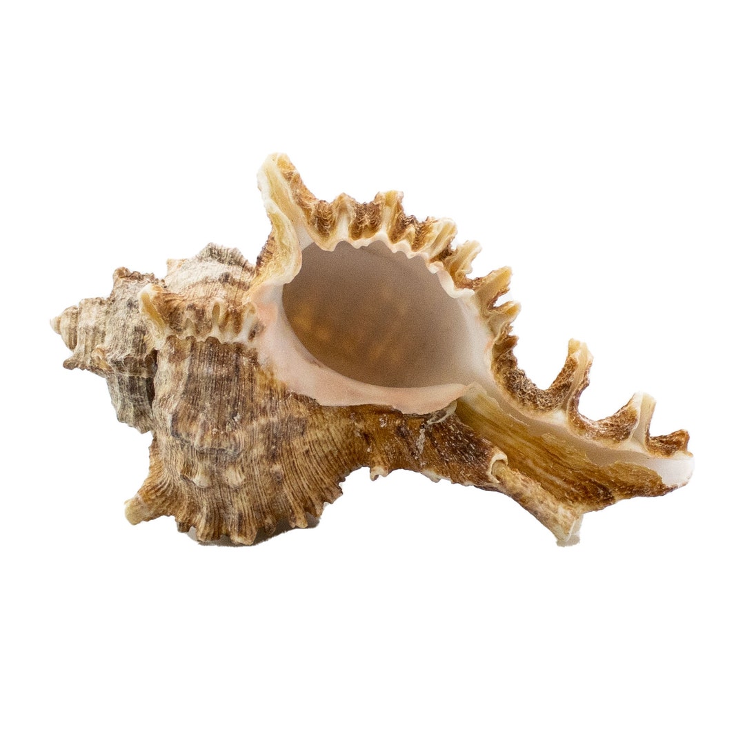 Murex Ramosus "africana" Hermit Crab Seashells 2" - 3" - Seashell Décor ...
