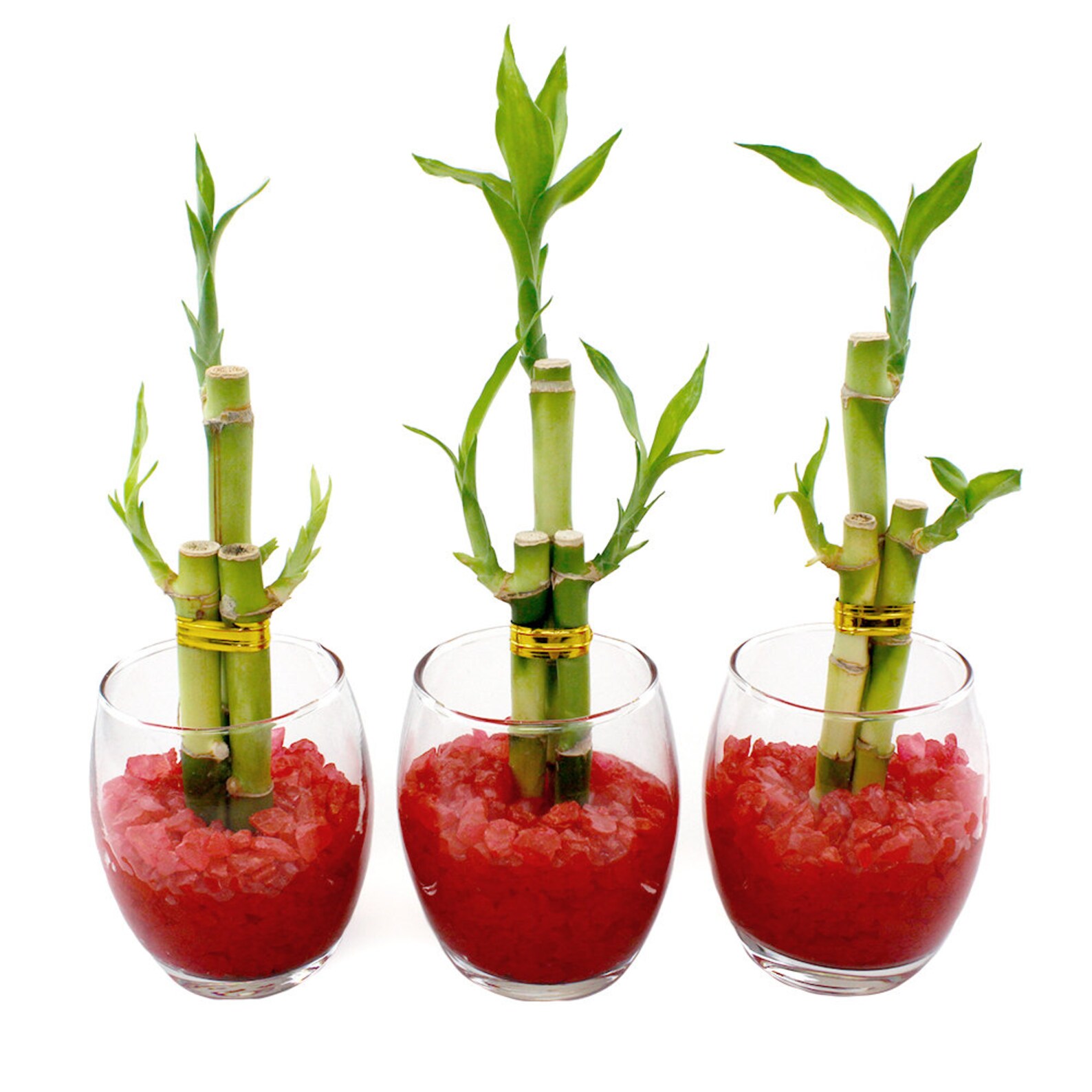 Lucky Bamboo Terrarium Kit Set of 3 Arrangements in Glass | Etsy