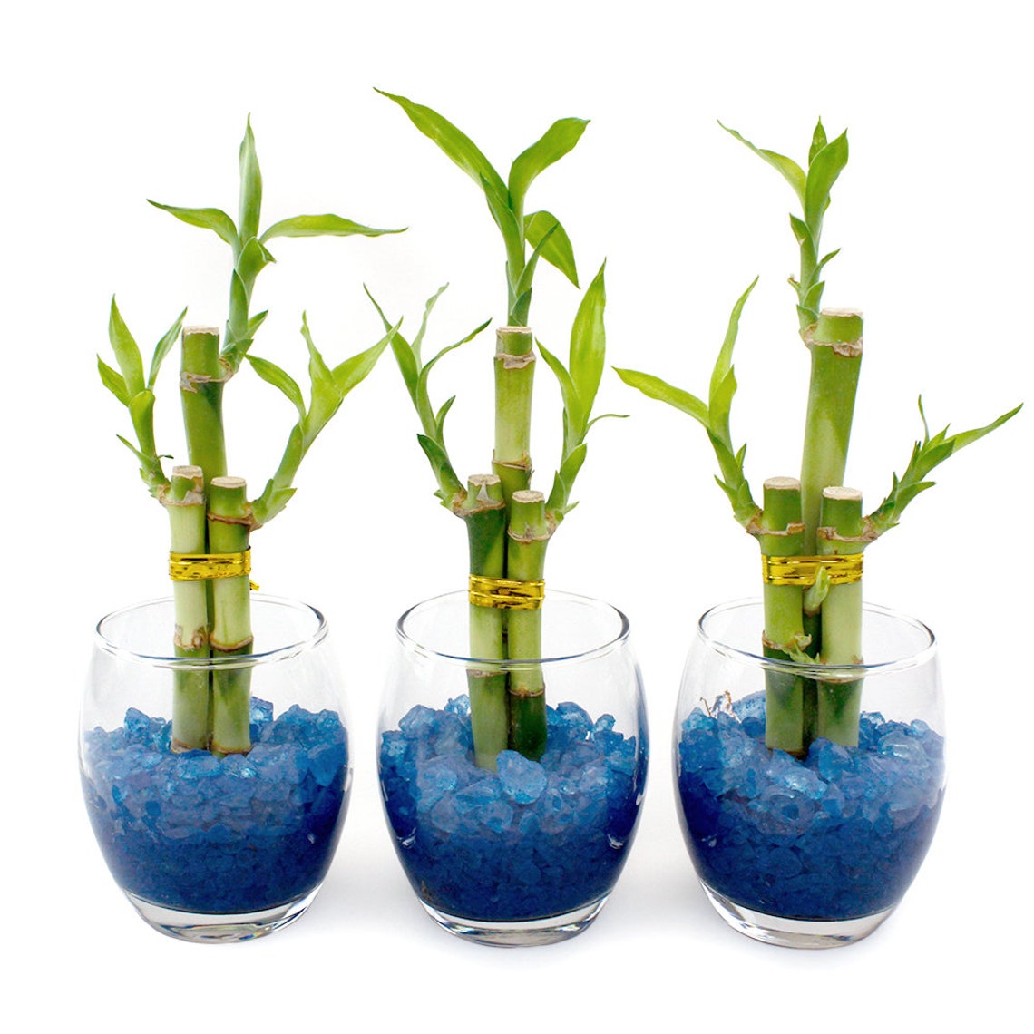 Lucky Bamboo Terrarium Kit Set of 3 Arrangements in Glass | Etsy