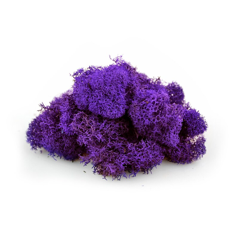 Natural Preserved Colored Reindeer Moss 1 LB - Colorful Moss, Art ...
