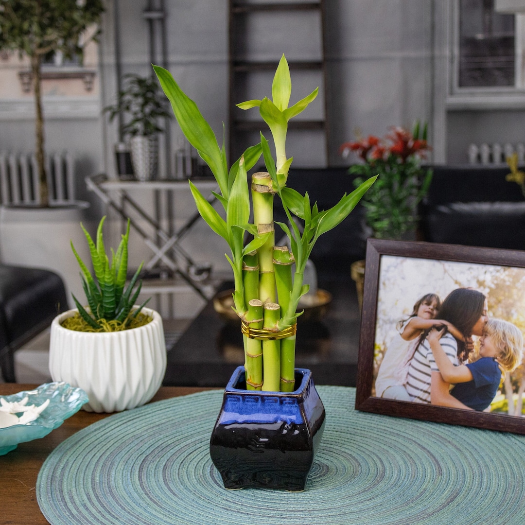 5-stalk Lucky Bamboo Arrangement and Black Pot - 2 Styles to Choose ...